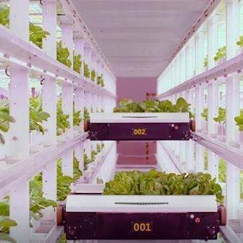 China Shipping Container Vertical Farming with Commercial Greenhouse and Multi-Span Design for sale