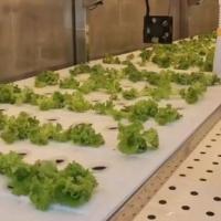 China Shipping Container Vertical Farming with Commercial Greenhouse and Multi-Span Design for sale
