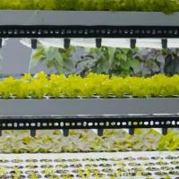China Shipping Container Vertical Farming with Commercial Greenhouse and Multi-Span Design for sale