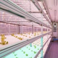 China Shipping Container Vertical Farming with Commercial Greenhouse and Multi-Span Design for sale