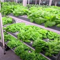 China Shipping Container Vertical Farming with Commercial Greenhouse and Multi-Span Design for sale