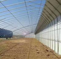 China US Currency Commercial Tomato Planting Sunlight Greenhouse for Optimal Crop Production for sale