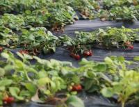 China US Currency Commercial Tomato Planting Sunlight Greenhouse for Optimal Crop Production for sale