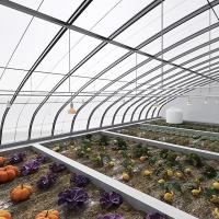 China US Currency Commercial Tomato Planting Sunlight Greenhouse for Optimal Crop Production for sale