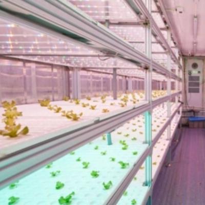 China Shipping Container Greenhouse for Hydroponic Vertical Farming in Commercial Industry for sale