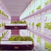 China Shipping Container Greenhouse for Hydroponic Vertical Farming in Commercial Industry for sale