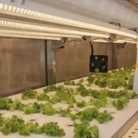 China Shipping Container Greenhouse for Hydroponic Vertical Farming in Commercial Industry for sale