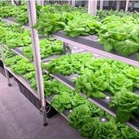 China Shipping Container Greenhouse for Hydroponic Vertical Farming in Commercial Industry for sale