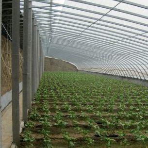 China Tomato Sunlight Greenhouse Optimized Irrigation System with Single Span JX-SG-127 for sale