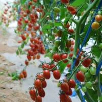 China Temporary Heating Climate-Controlled Sunlight Greenhouse for Tomato and Cucumber for sale