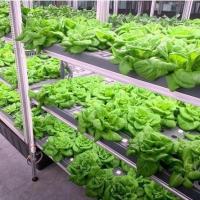 China Vegetables Hydroponic System Container Greenhouse for Vertical Farming Setup JX-CG-103 for sale