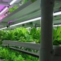 China Vegetables Hydroponic System Container Greenhouse for Vertical Farming Setup JX-CG-103 for sale