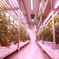 China Vegetables Hydroponic System Container Greenhouse for Vertical Farming Setup JX-CG-103 for sale