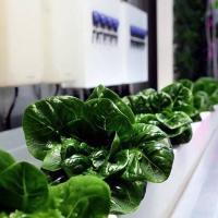 China Vegetables Hydroponic System Container Greenhouse for Vertical Farming Setup JX-CG-103 for sale