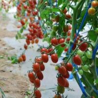China Steel Structure/Wall Humidity-Controlled Sunlight Greenhouse for Vegetable Farming for sale