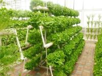 China Large Vertical Farming Container Greenhouse with Steel Cover and Hydroponic Technology for sale
