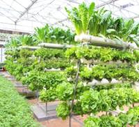 China Large Vertical Farming Container Greenhouse with Steel Cover and Hydroponic Technology for sale