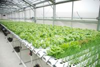 China Large Vertical Farming Container Greenhouse with Steel Cover and Hydroponic Technology for sale