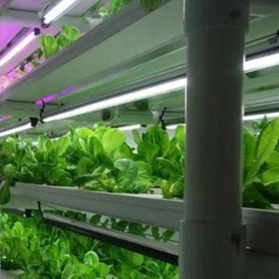 China Versatile Commercial Greenhouse for Hydroponic Vertical Farming in Shipping Container for sale