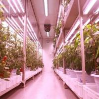 China Versatile Commercial Greenhouse for Hydroponic Vertical Farming in Shipping Container for sale