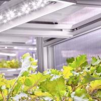 China Versatile Commercial Greenhouse for Hydroponic Vertical Farming in Shipping Container for sale