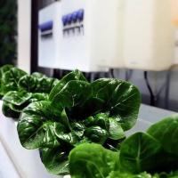 China Versatile Commercial Greenhouse for Hydroponic Vertical Farming in Shipping Container for sale
