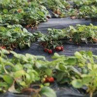 China Irrigation System Sunlight Greenhouse for Vegetable US Currency and Temporary Heating for sale