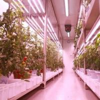 China Steel Cover Shipping Container Greenhouse for Hydroponic Vertical Farming Production for sale