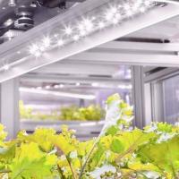 China Steel Cover Shipping Container Greenhouse for Hydroponic Vertical Farming Production for sale