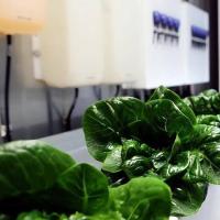 China Steel Cover Shipping Container Greenhouse for Hydroponic Vertical Farming Production for sale