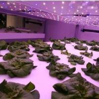 China Steel Cover Shipping Container Greenhouse for Hydroponic Vertical Farming Production for sale