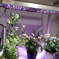 China Steel Cover Shipping Container Greenhouse for Hydroponic Vertical Farming Production for sale