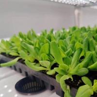 China Steel Cover Shipping Container Greenhouse for Hydroponic Vertical Farming Production for sale