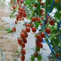 China Sunlight-Enhanced Greenhouse for Tomato Cultivation Double Layer and Arched Roof for sale