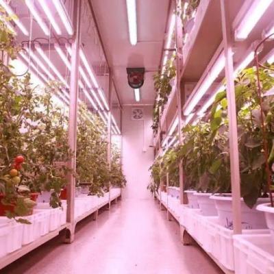 China Double Layer Steel Cover Vertical Farming Container Greenhouse for Eco-Friendly House for sale