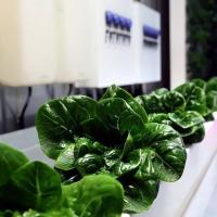 China Double Layer Steel Cover Vertical Farming Container Greenhouse for Eco-Friendly House for sale