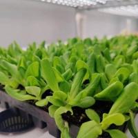 China Double Layer Steel Cover Vertical Farming Container Greenhouse for Eco-Friendly House for sale