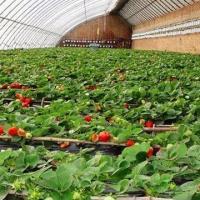 China Double Layer Greenhouse for Vegetable Farming and Temporary Heating Productivity for sale