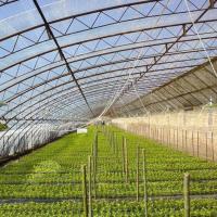 China Double Layer Greenhouse for Vegetable Farming and Temporary Heating Productivity for sale