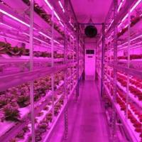 China Vertical Farming Hydroponics Greenhouse in 40HQ Reefer Container with Steel Structure for sale