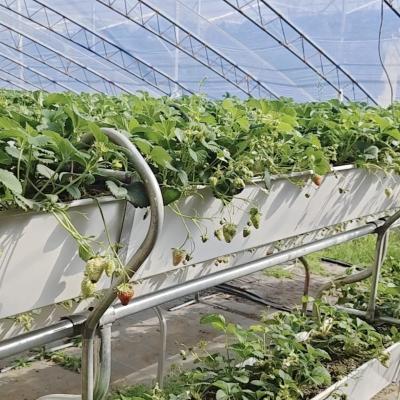 China Commercial Tomato Growing Sunlight Greenhouse With Shipping Cost And Design for sale