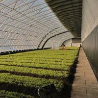China Commercial Tomato Growing Sunlight Greenhouse With Shipping Cost And Design for sale