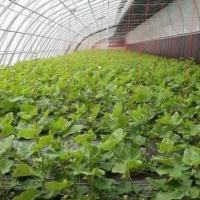 China Commercial Tomato Growing Sunlight Greenhouse With Shipping Cost And Design for sale