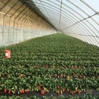 China Commercial Tomato Growing Sunlight Greenhouse With Shipping Cost And Design for sale
