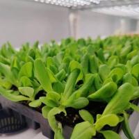 China Vertical Farming Container Greenhouse with Hydroponic Features Shaped Roofing Design for sale