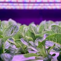 China Vertical Farming Container Greenhouse with Hydroponic Features Shaped Roofing Design for sale
