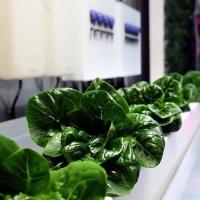 China Large Multi-Span Shipping Container Greenhouse for Hydroponic Vertical Farming System for sale