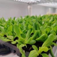 China Large Multi-Span Shipping Container Greenhouse for Hydroponic Vertical Farming System for sale