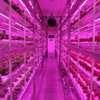 China Large Multi-Span Shipping Container Greenhouse for Hydroponic Vertical Farming System for sale