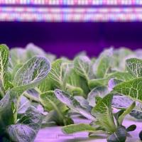 China Large Multi-Span Shipping Container Greenhouse for Hydroponic Vertical Farming System for sale
